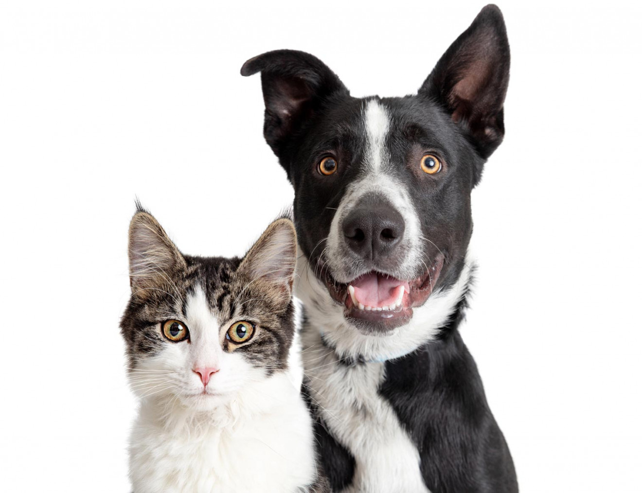 Anita's Stevens Swan Humane Society, A No-Kill Animal Shelter | Anita's ...