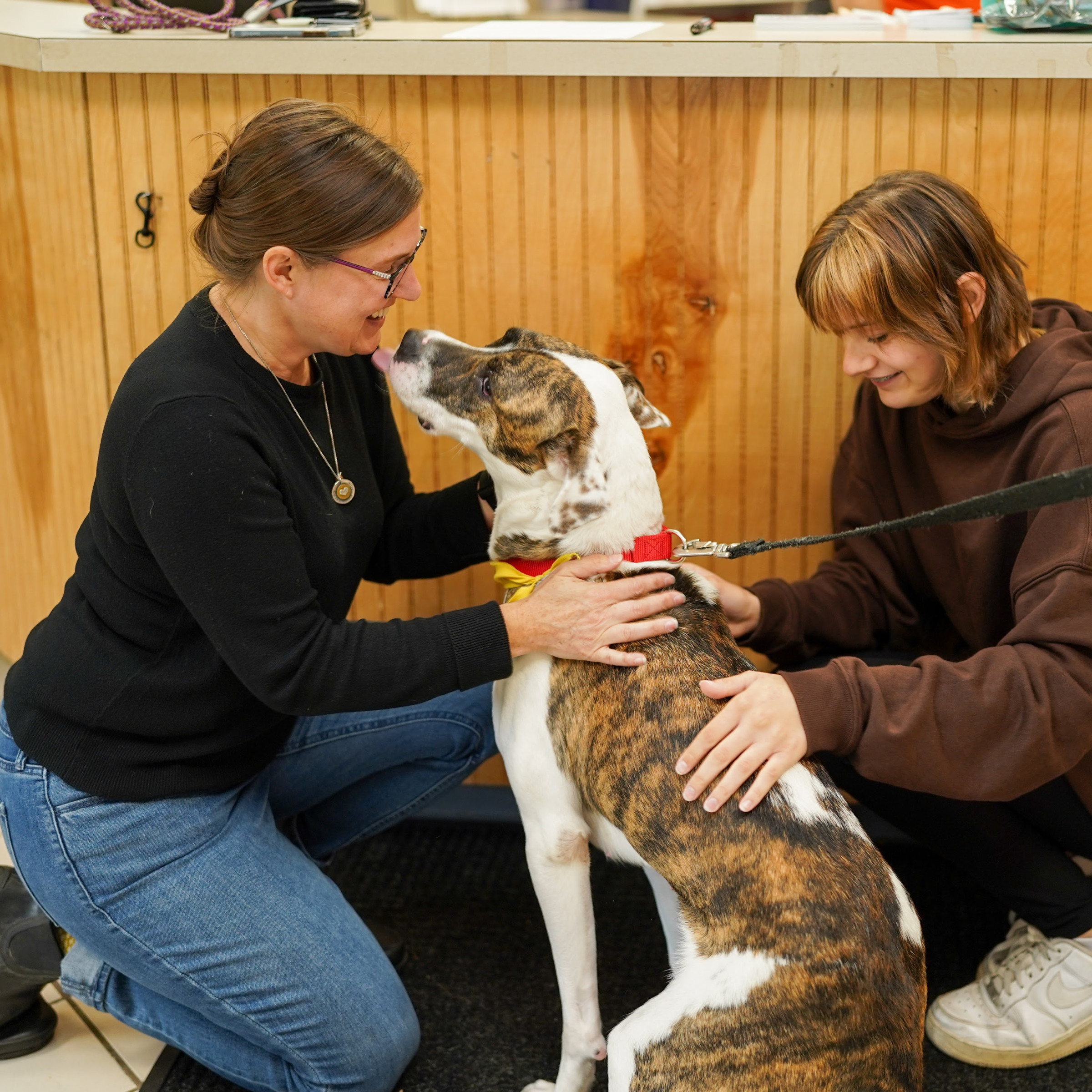Become An Animal Shelter Volunteer In Oneida County | Anita's Stevens ...
