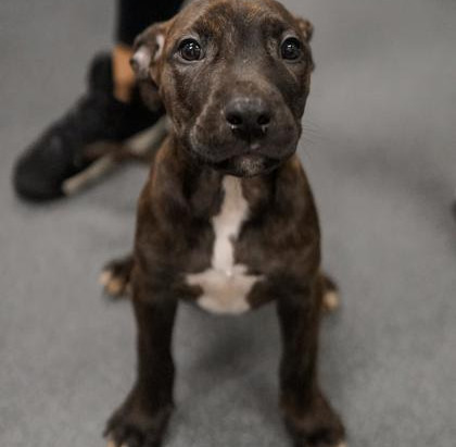 Sgt. Pepper | Anita's Stevens Swan Humane Society