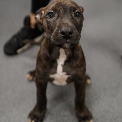 Sgt. Pepper | Anita's Stevens Swan Humane Society