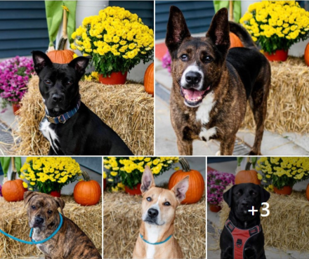 Dogs For Adoption & Cat Adoption In Oneida County | Anita's Stevens ...